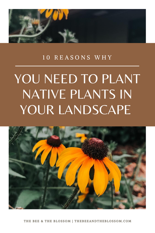 What are Native Plants? 10 Important Reasons Why You Need to Plant ...