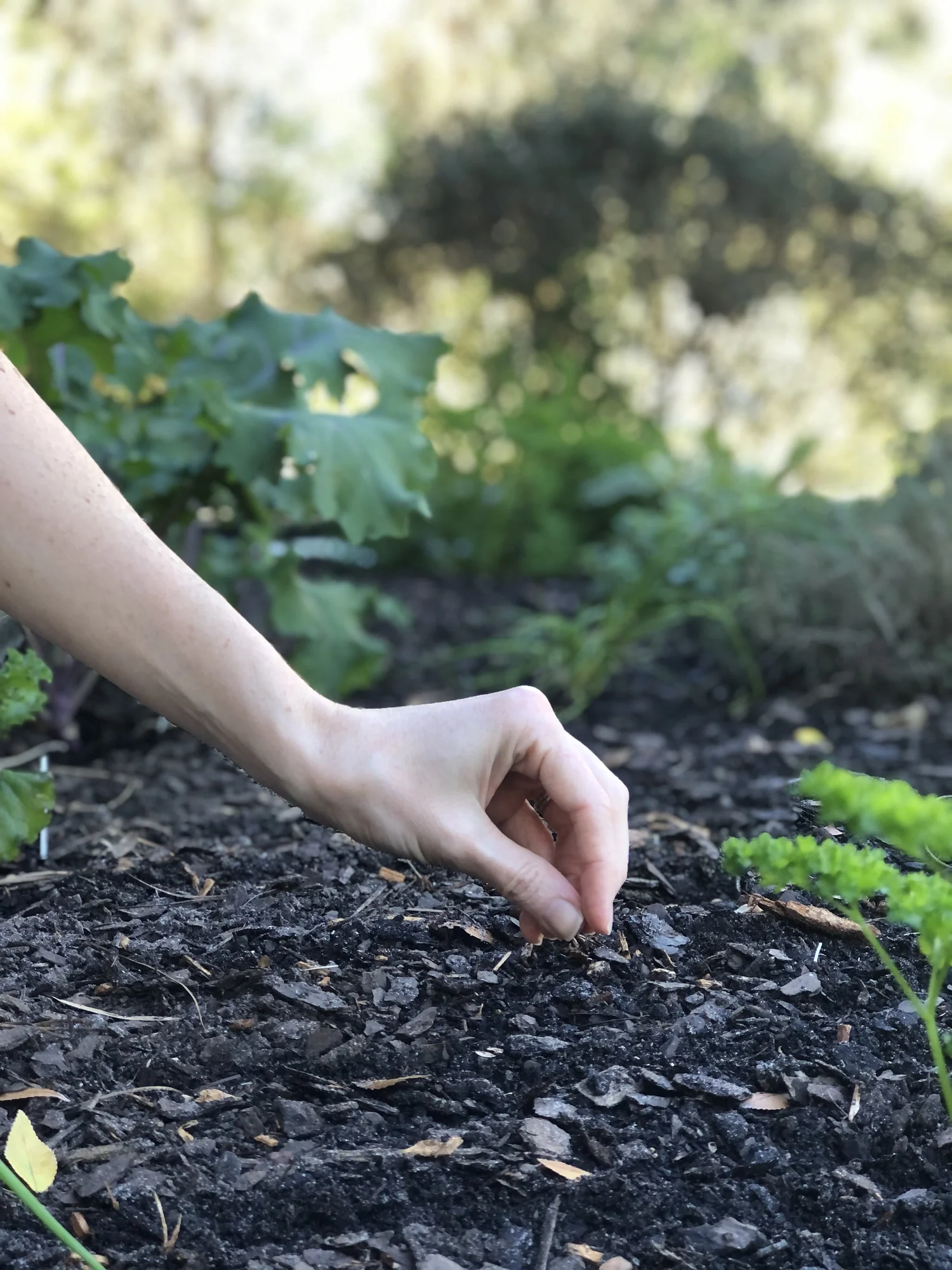 Seed Starting 101 (Part 1): Direct Sow vs Transplant — The Bee & the ...