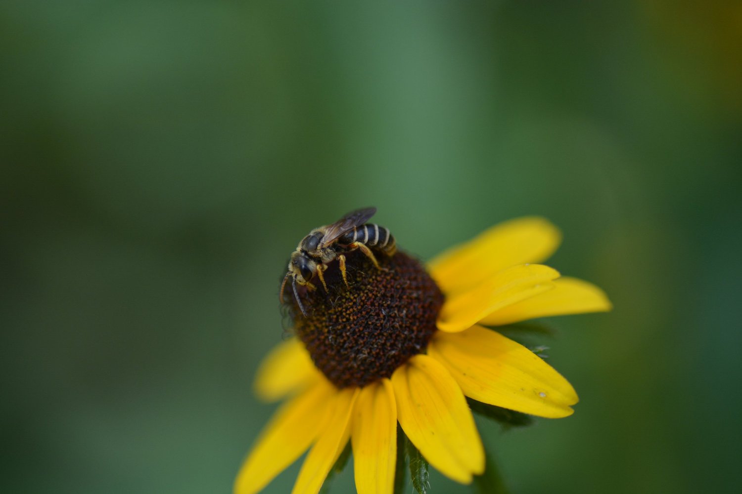 5 Things You Can Do to Help Save Pollinators — The Bee & the Blossom