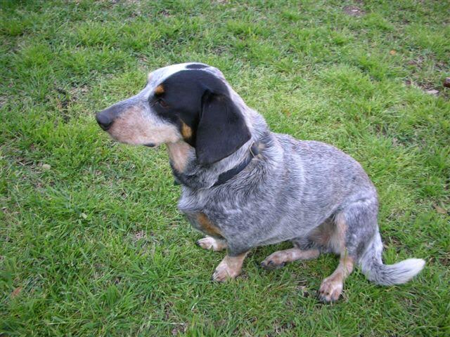 About Us | Wildflower Ranch & Rescue