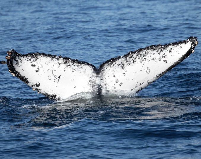 Humpback Whale Guide — KRISTIN CAMPBELL PHOTOGRAPHY