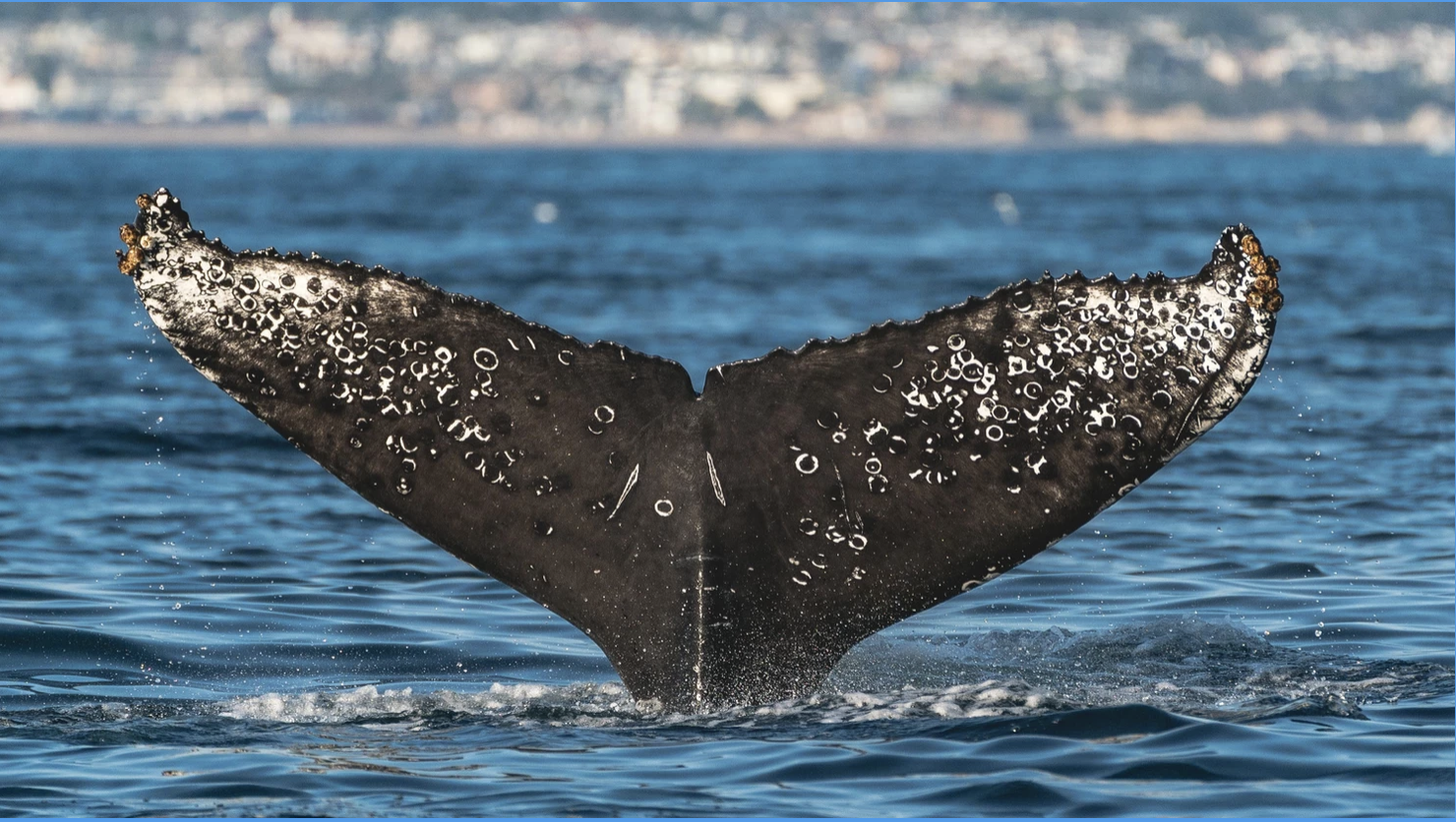 Humpback Whale Guide — KRISTIN CAMPBELL PHOTOGRAPHY