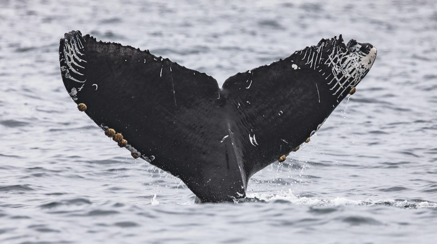 Humpback Whale Guide — KRISTIN CAMPBELL PHOTOGRAPHY