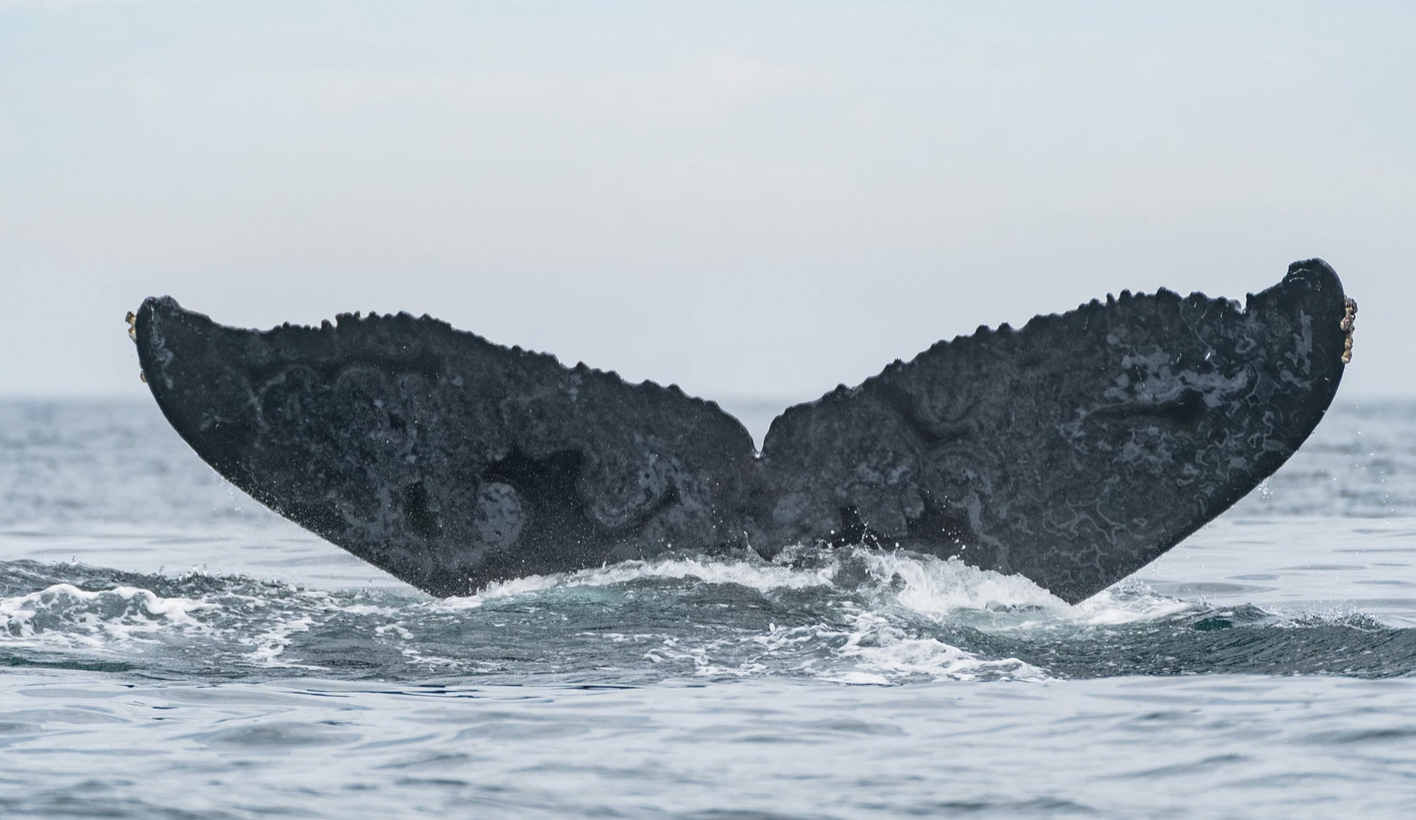 Humpback Whale Guide — KRISTIN CAMPBELL PHOTOGRAPHY