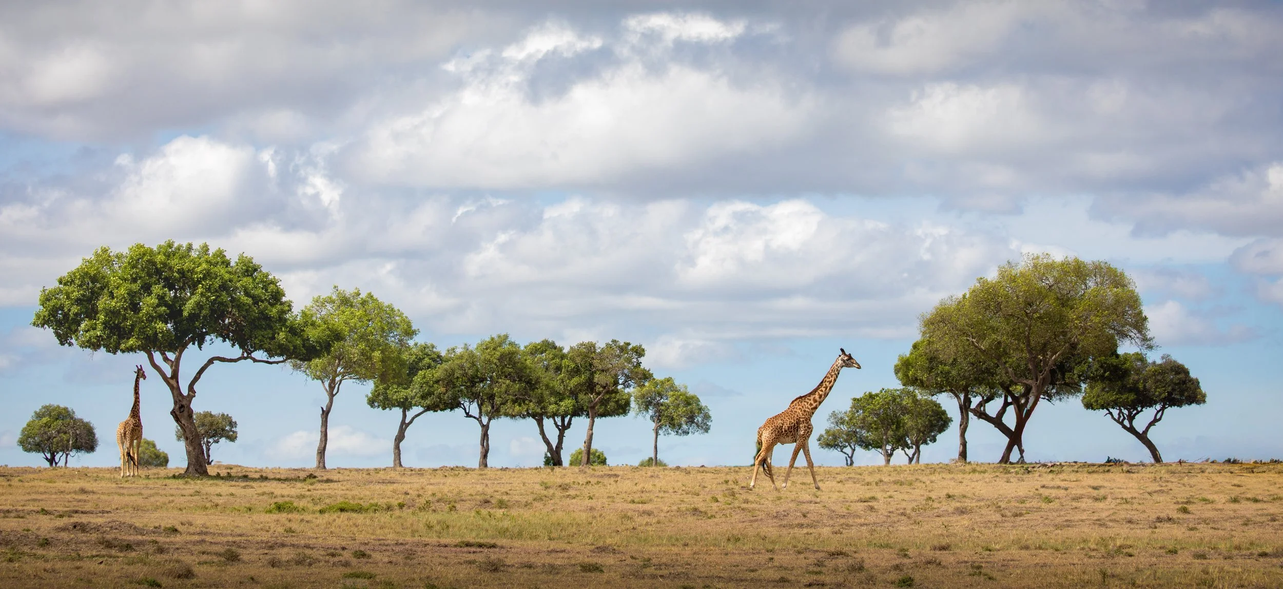 Safari Slide Show — Nancy Chadwick Photography