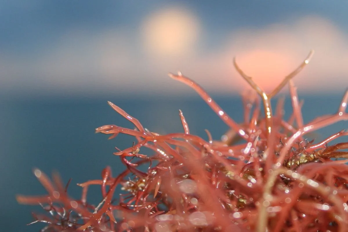 Shop the best organic Caribbean Seamoss | Mighti Healthi
