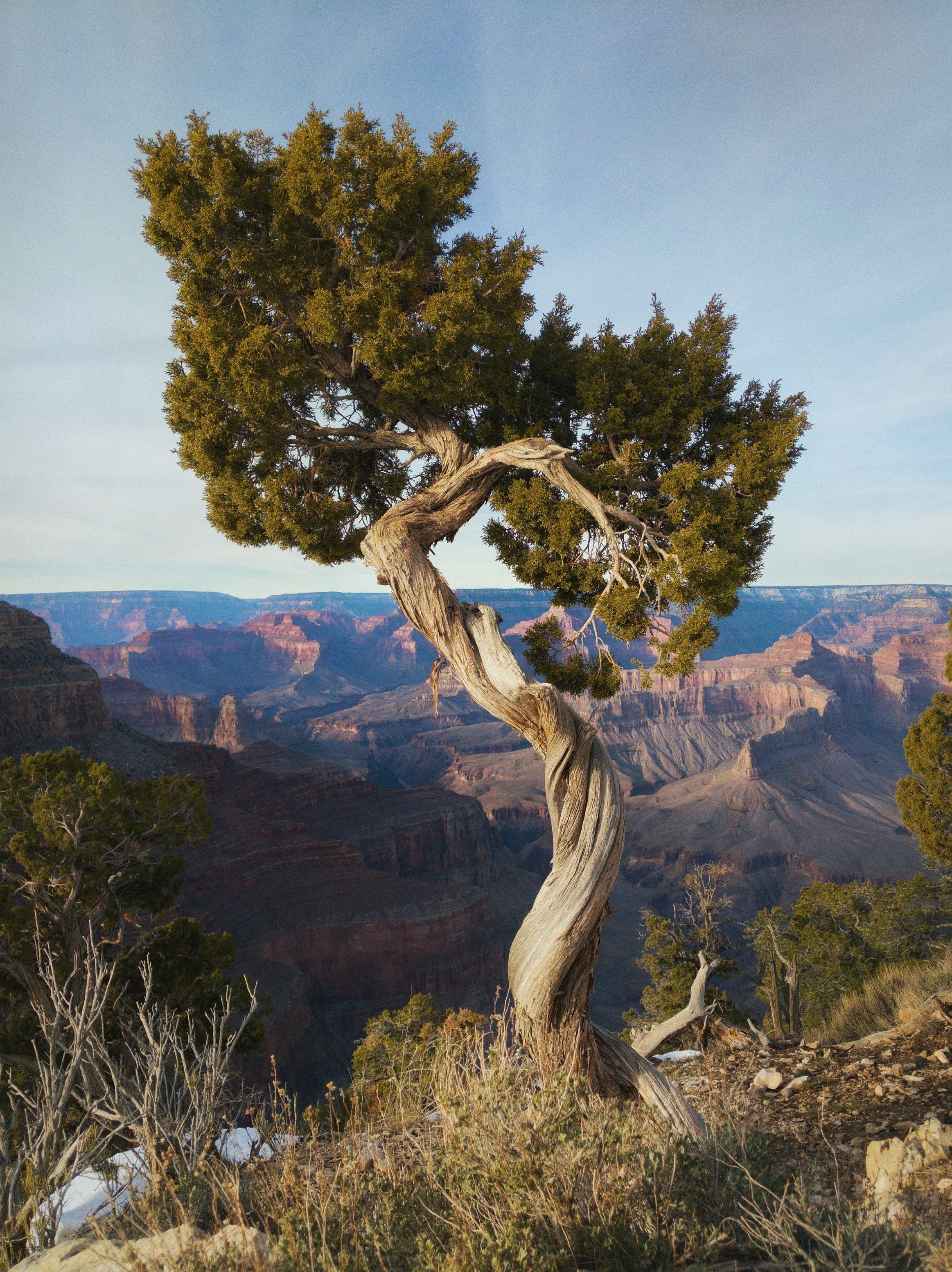 Info — Juniper Therapy, LCSW, PLLC