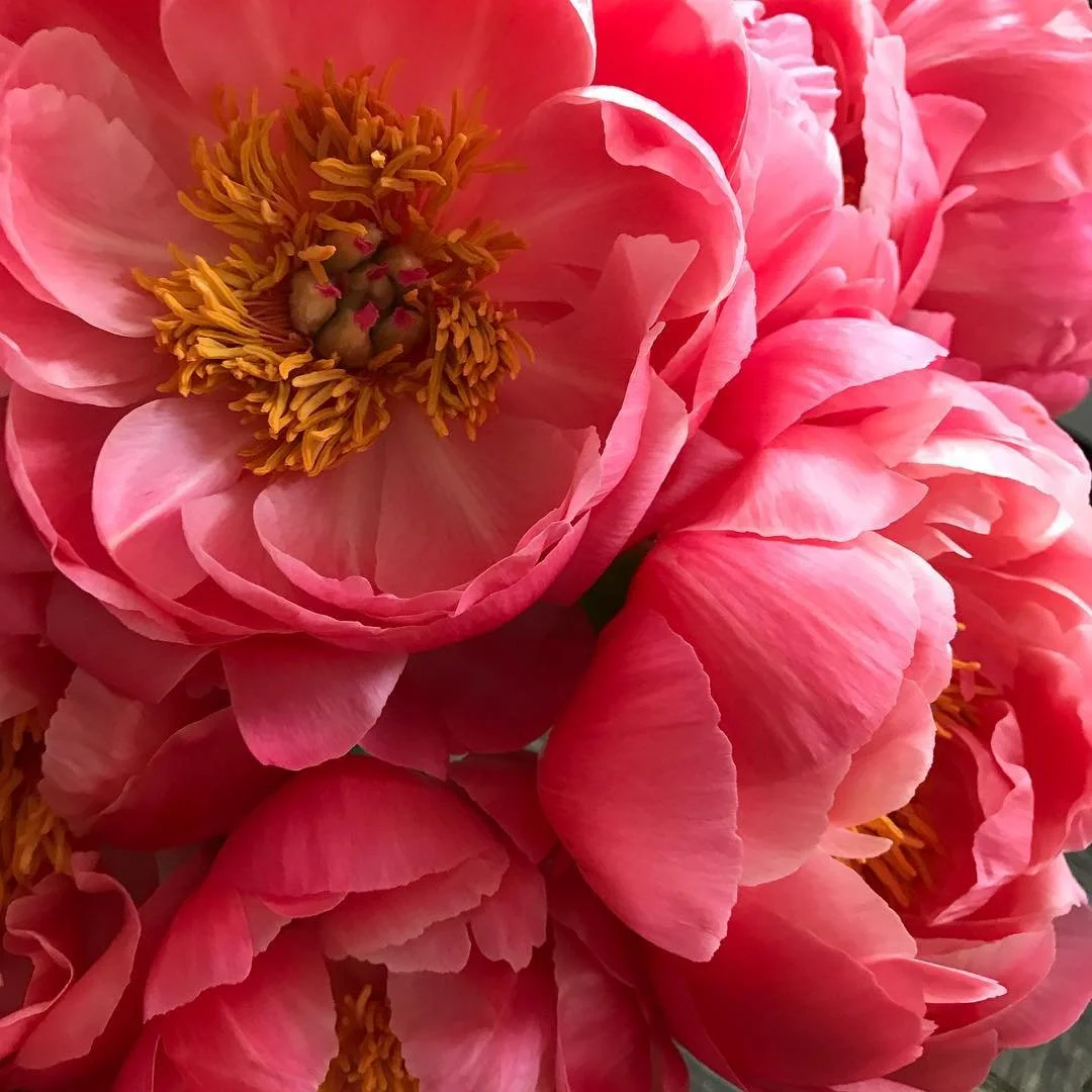 Master Feng Shui Consultant Rodika Tchi. Published Author. Teacher