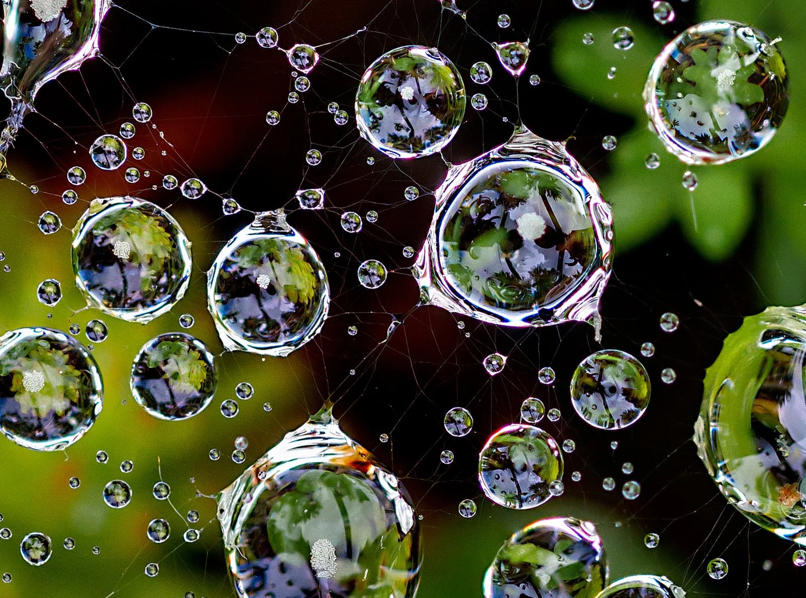 Micro Web Drops — Jeff Schneiderman Photography