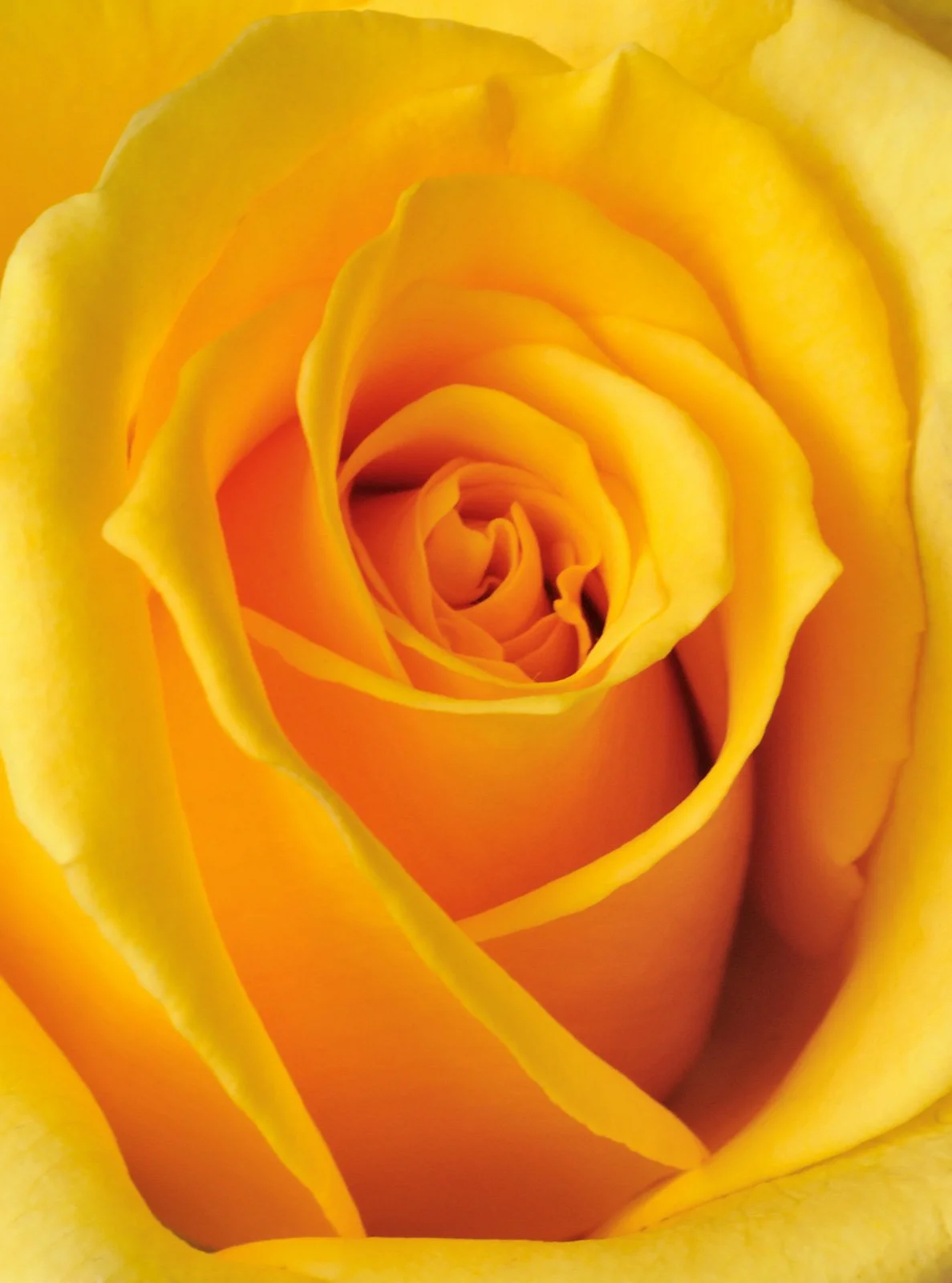 Yellow Rose — Jeff Schneiderman Photography