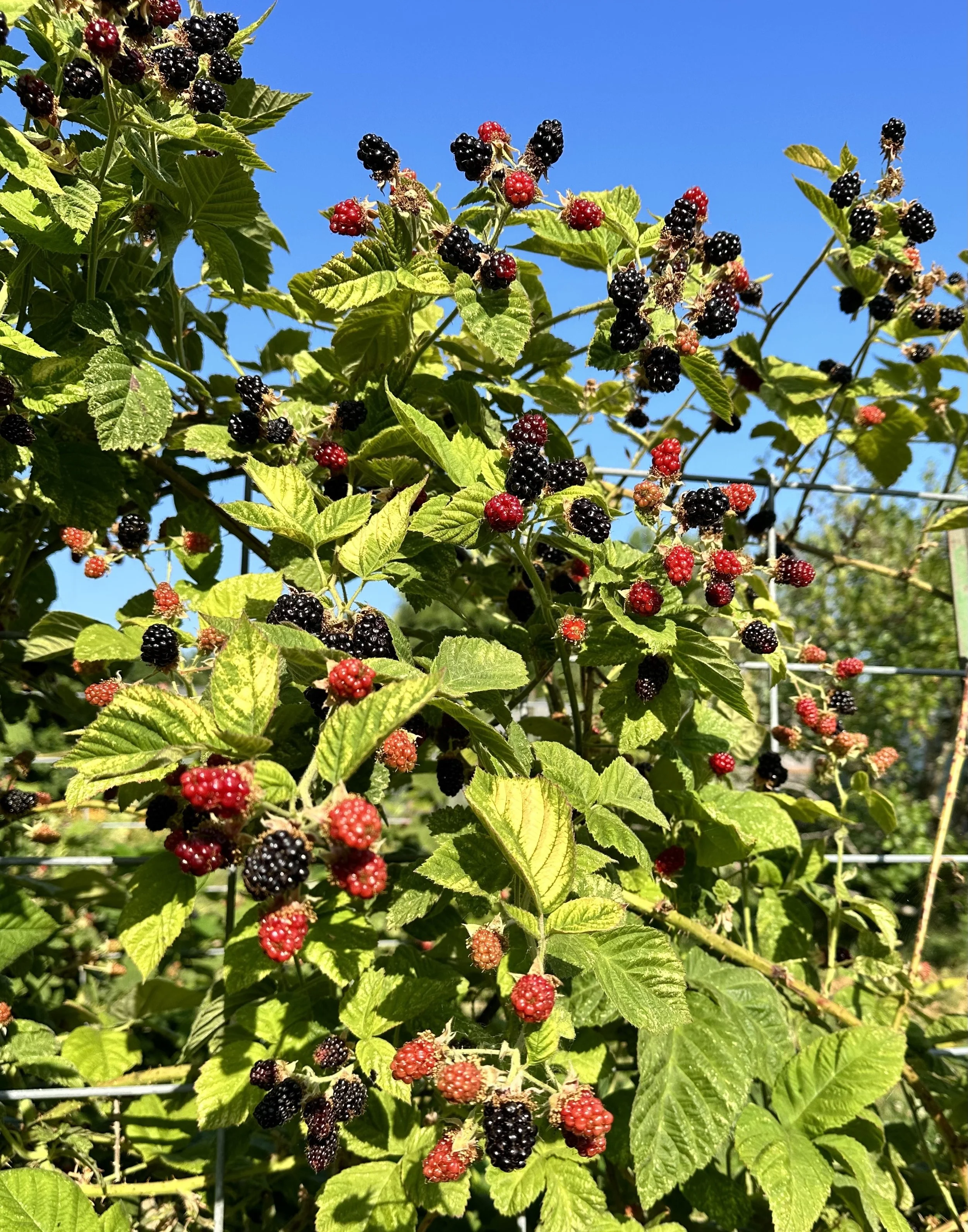 Grandma and Her Marionberries — Collier Connections