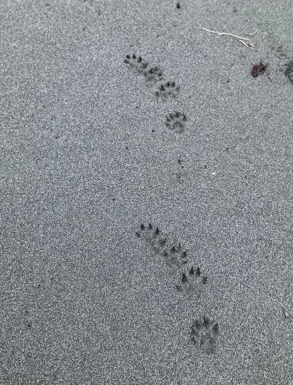 Otter Tracks — Collier Connections