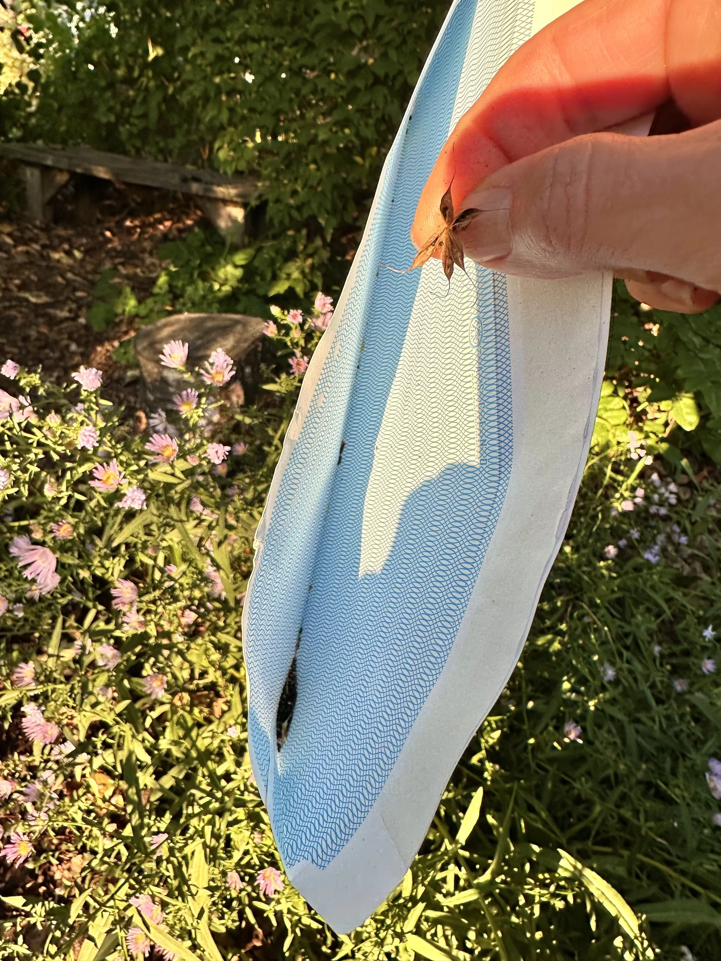 Gathering Seeds — Collier Connections