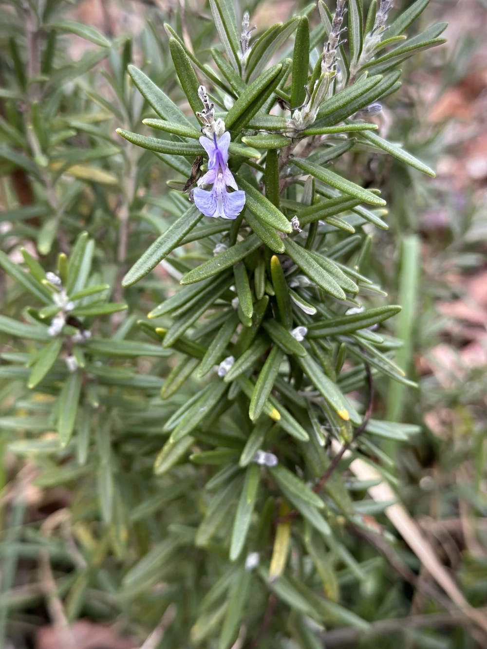 Rosemary — Collier Connections