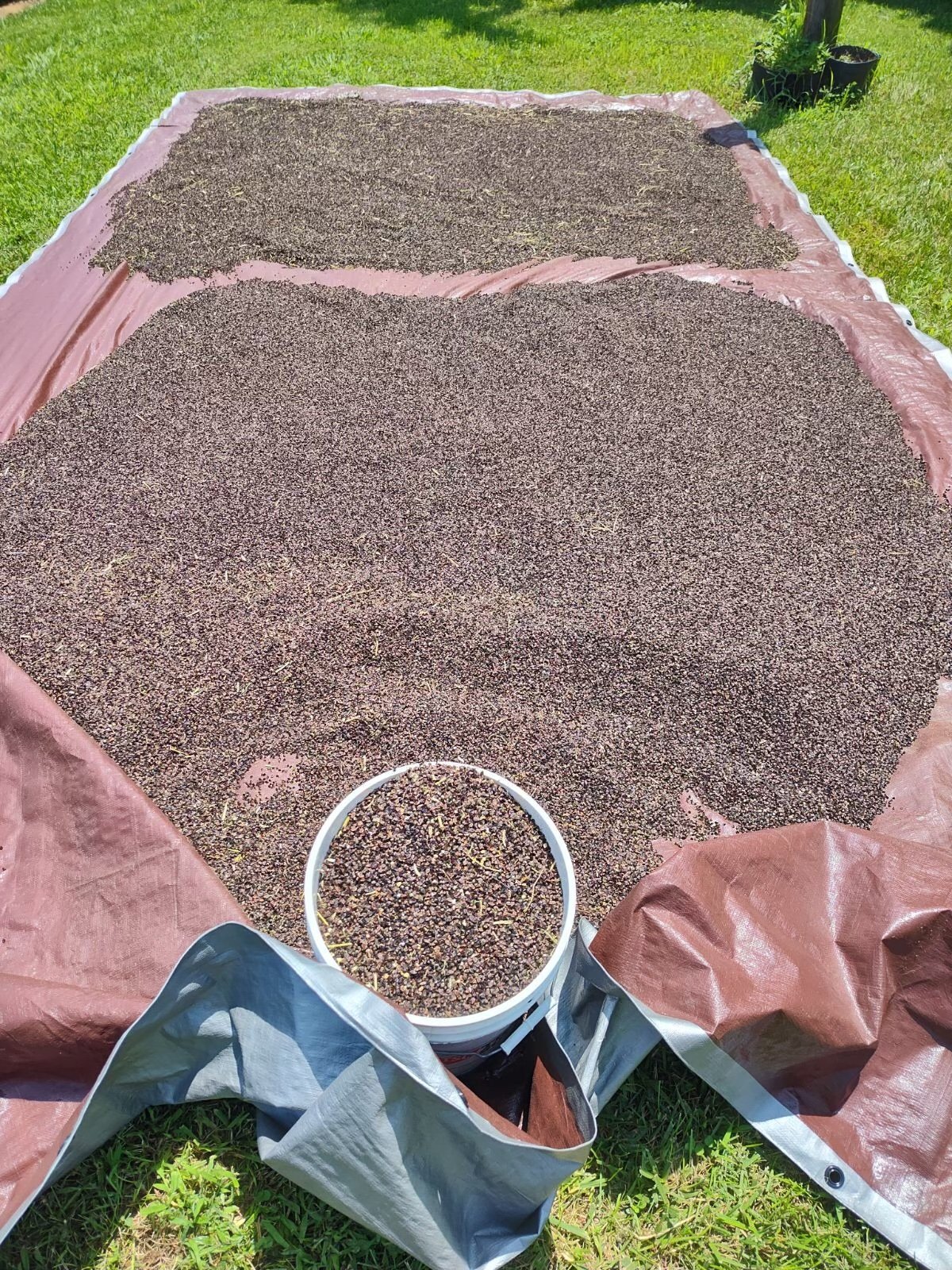 Exploring the Nutty Goodness of Buckwheat and Buckwheat Flour — Deep ...