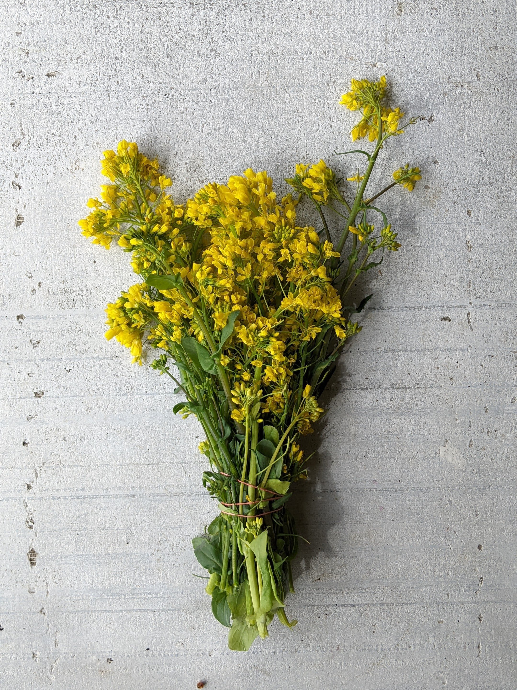 White Mustard Flower
