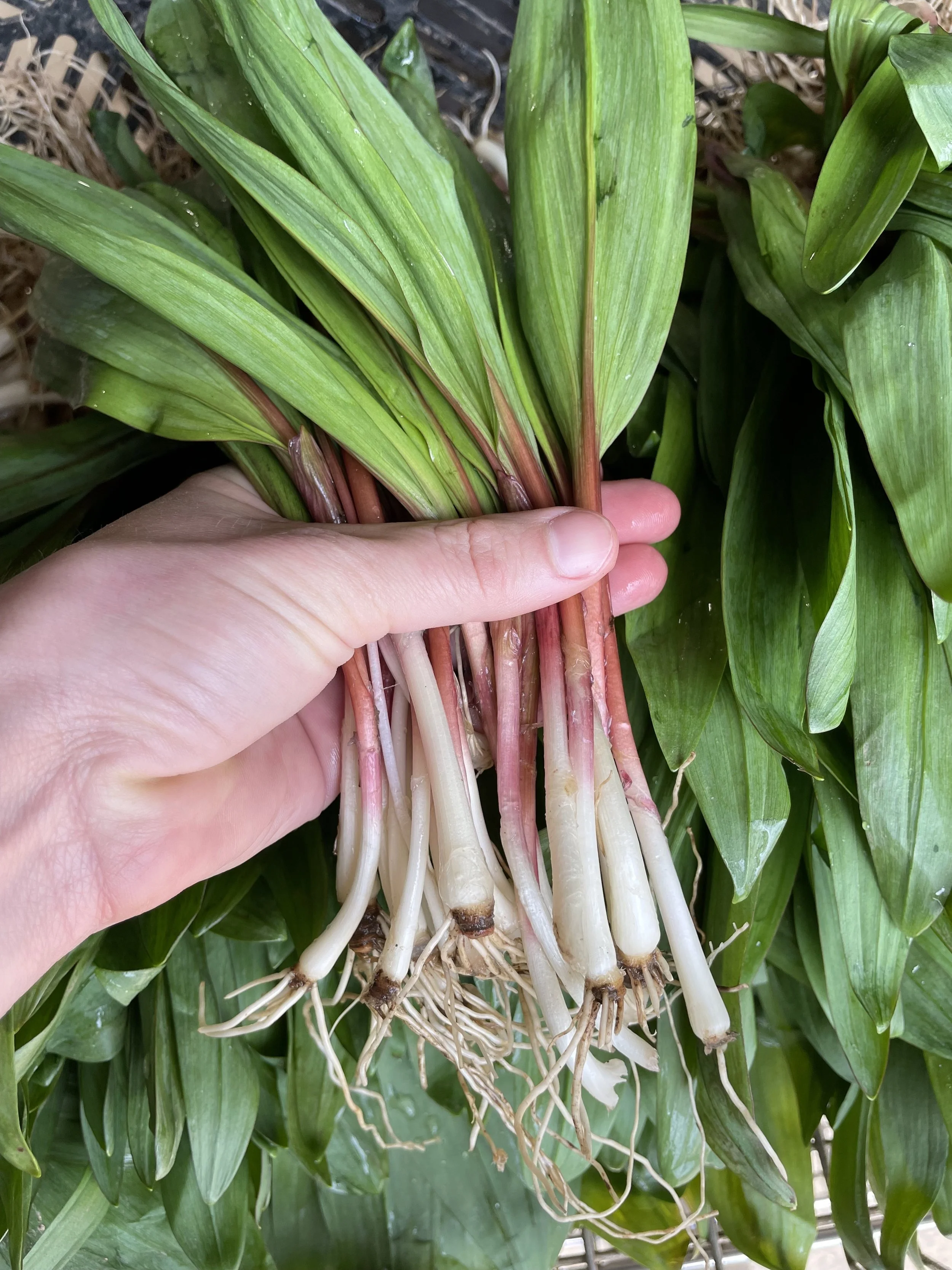 All About Ramps! — Moon Valley Farm