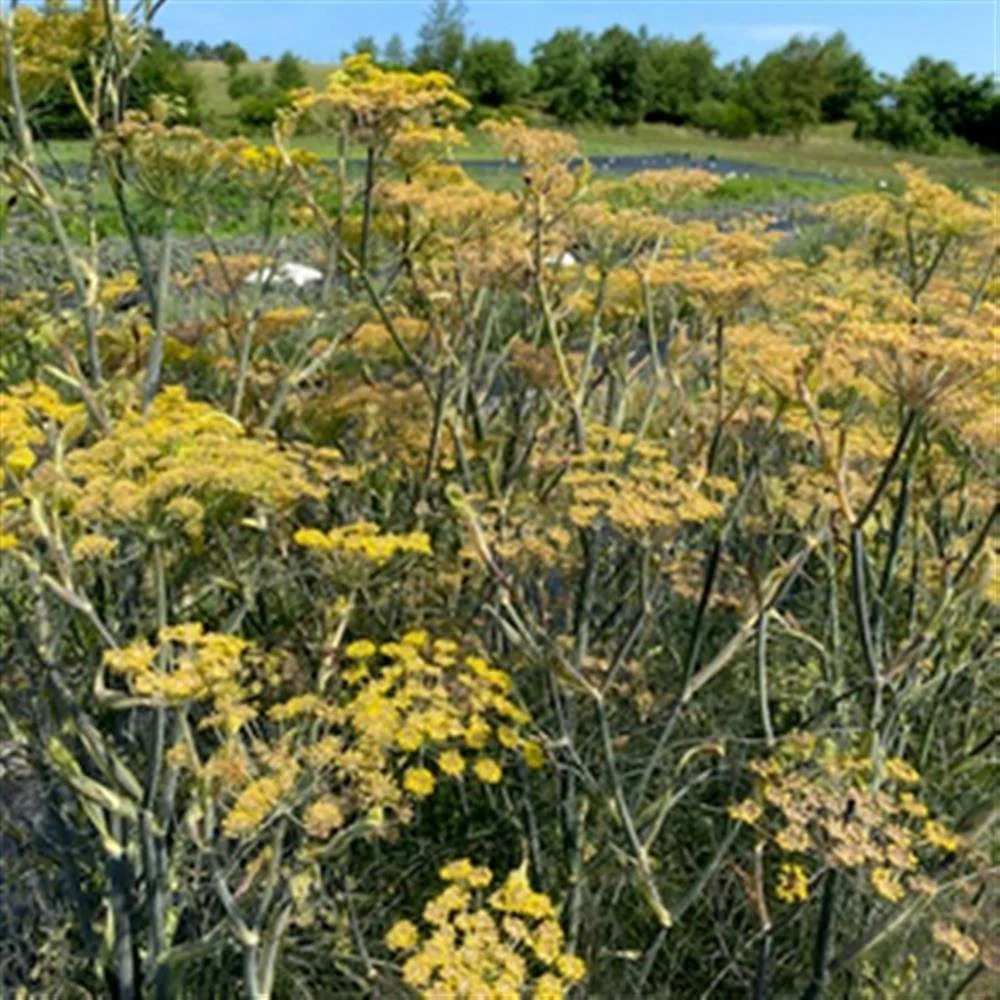 Bronze fennel fronds — Moon Valley Farm