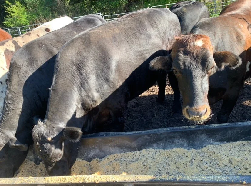 Pine Lake Beef Company | Homegrown Beef | Grass-Fed & Grain-Finished