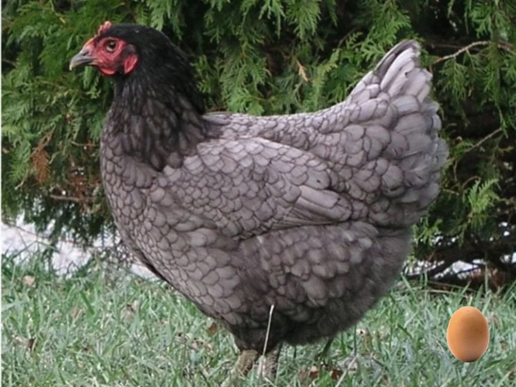 Order Poultry — Trellis Farm & Garden