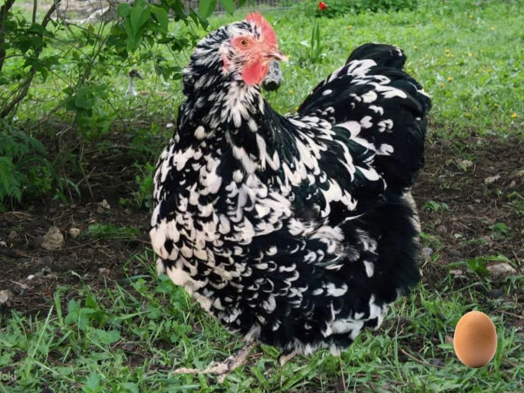 Order Poultry — Trellis Farm & Garden