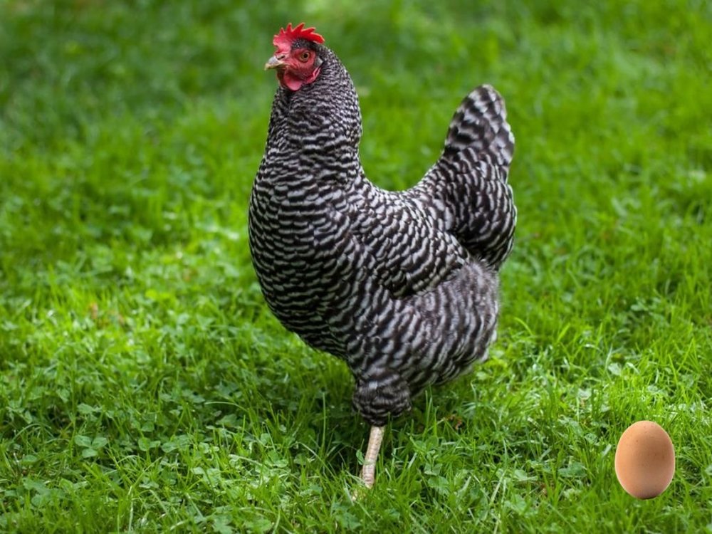 Order Poultry — Trellis Farm & Garden