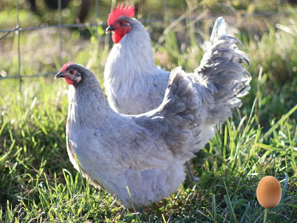 Order Poultry — Trellis Farm & Garden