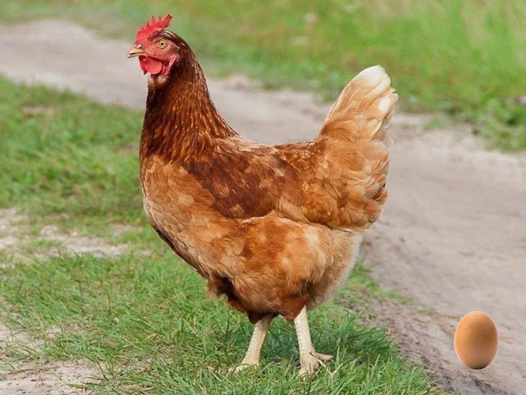 Order Poultry — Trellis Farm & Garden