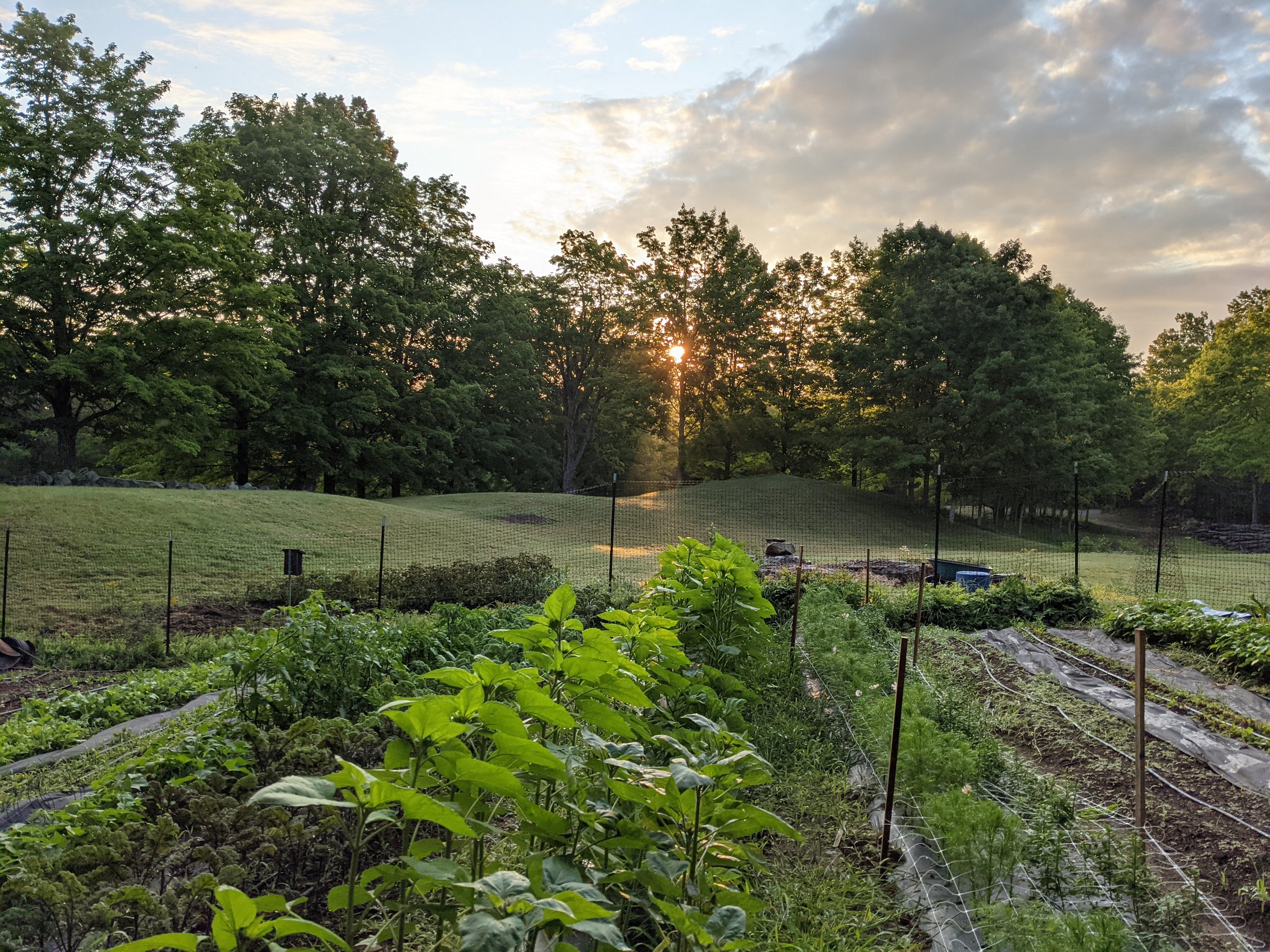 JessiWayne Farm | Sustainably Grown Produce & Flowers | Handcrafted Hot ...