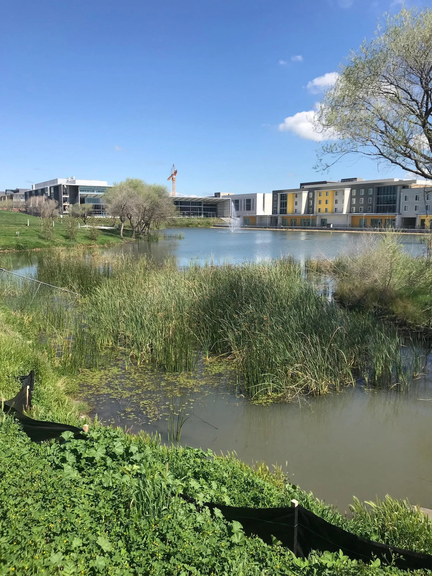 University of California, Merced Campus Project — Live Oak Associates, Inc.