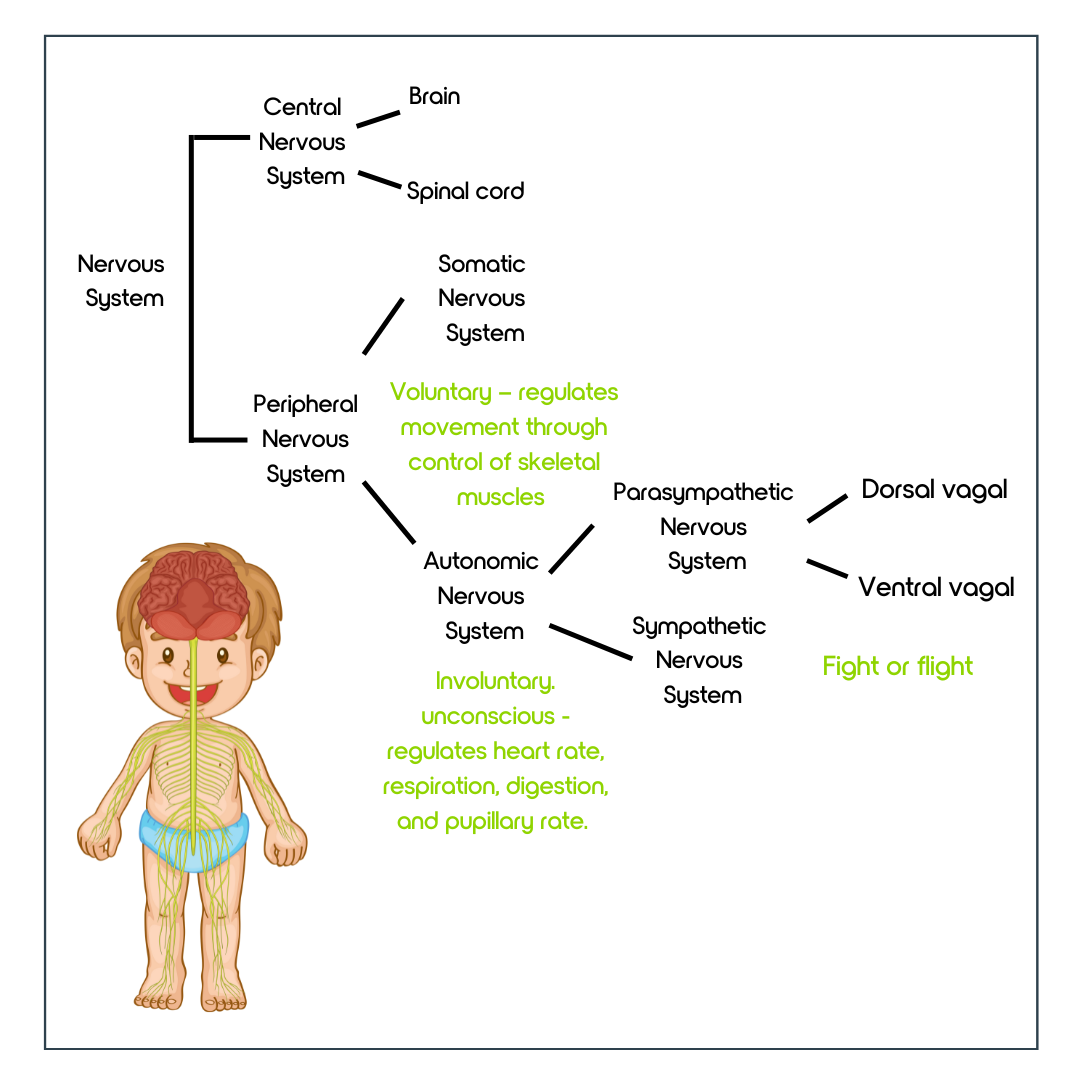 Polyvagal theory enables us to find practical solutions to manage our ...