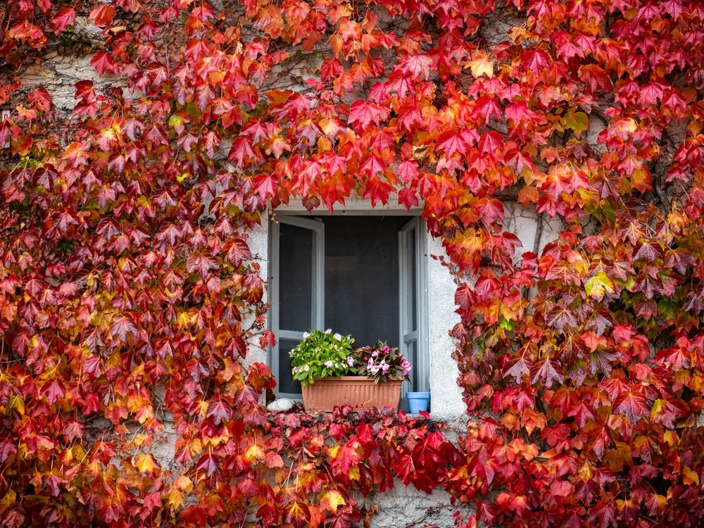 Ivy in the Walls — Sandra Byrd