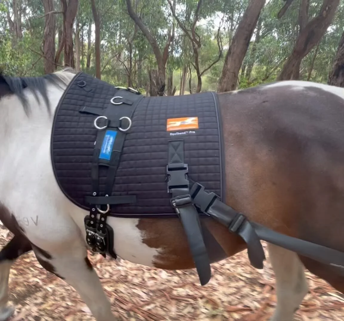 Equine Vet, Mobile Horse Vet | Cape Equine Veterinary Services