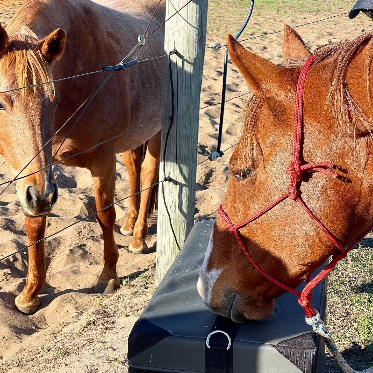 Equine Vet, Mobile Horse Vet | Cape Equine Veterinary Services