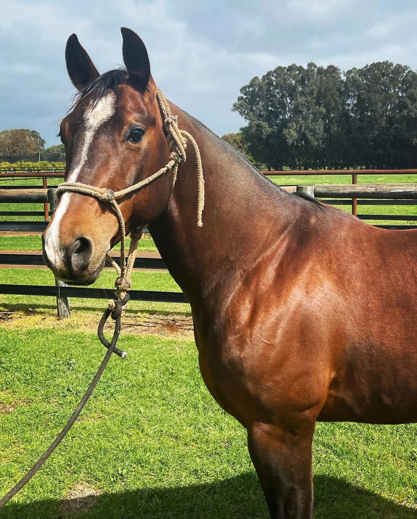 Equine Vet, Mobile Horse Vet | Cape Equine Veterinary Services