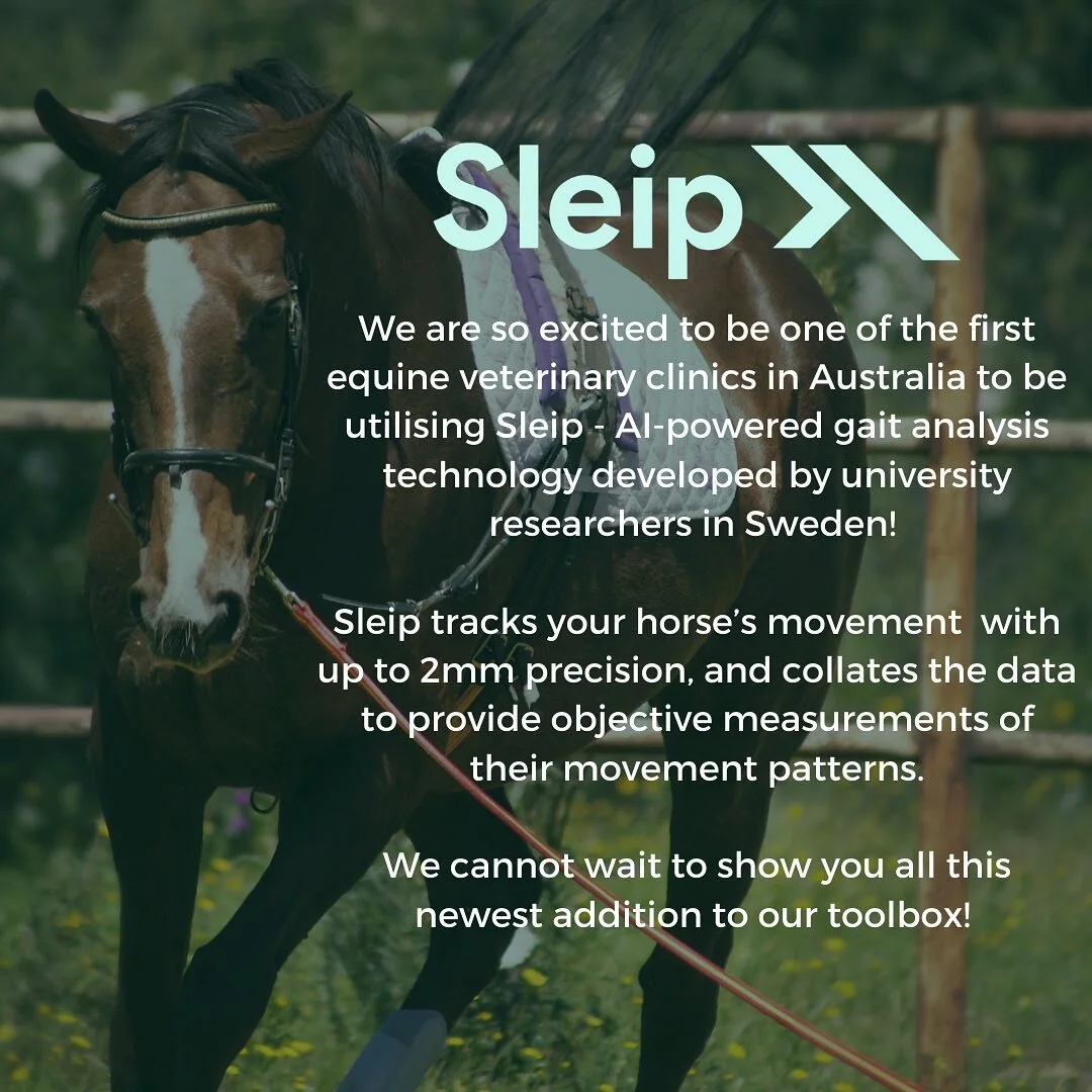 Equine Vet, Mobile Horse Vet | Cape Equine Veterinary Services