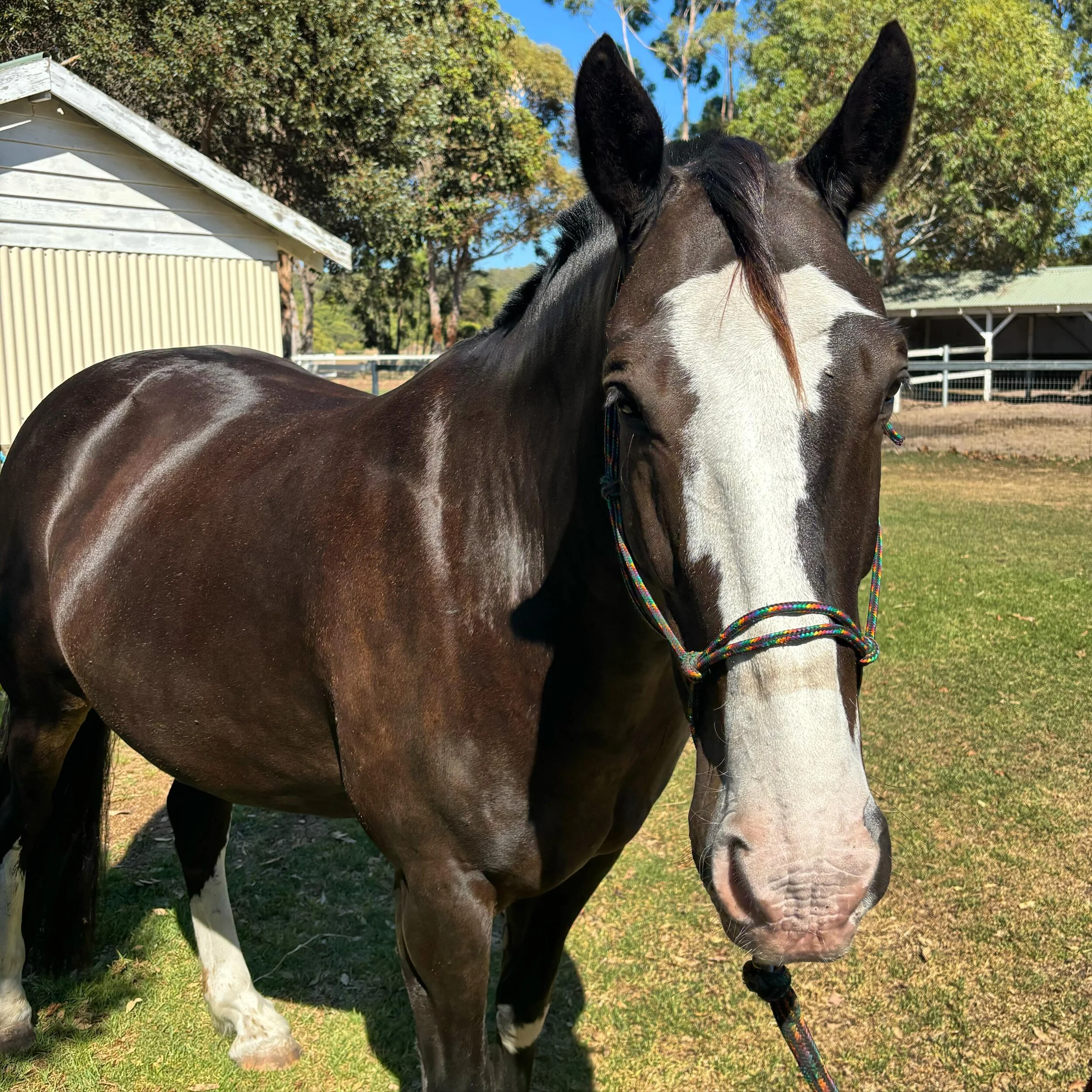 Equine Vet, Mobile Horse Vet | Cape Equine Veterinary Services