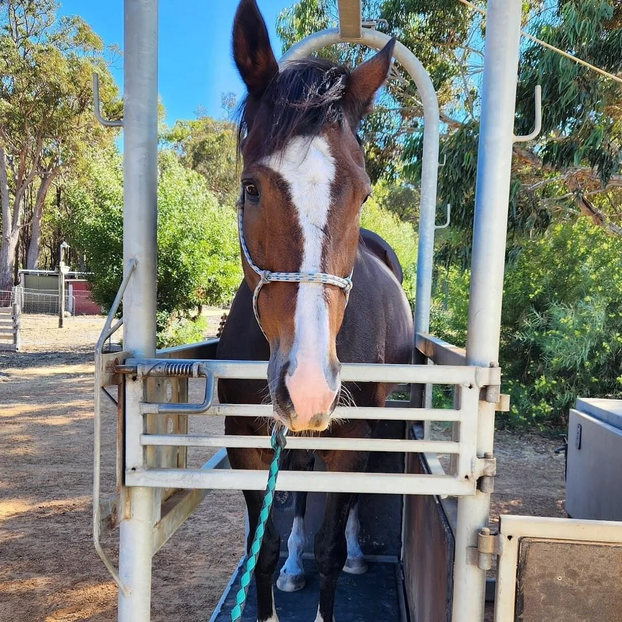 Equine Vet, Mobile Horse Vet | Cape Equine Veterinary Services