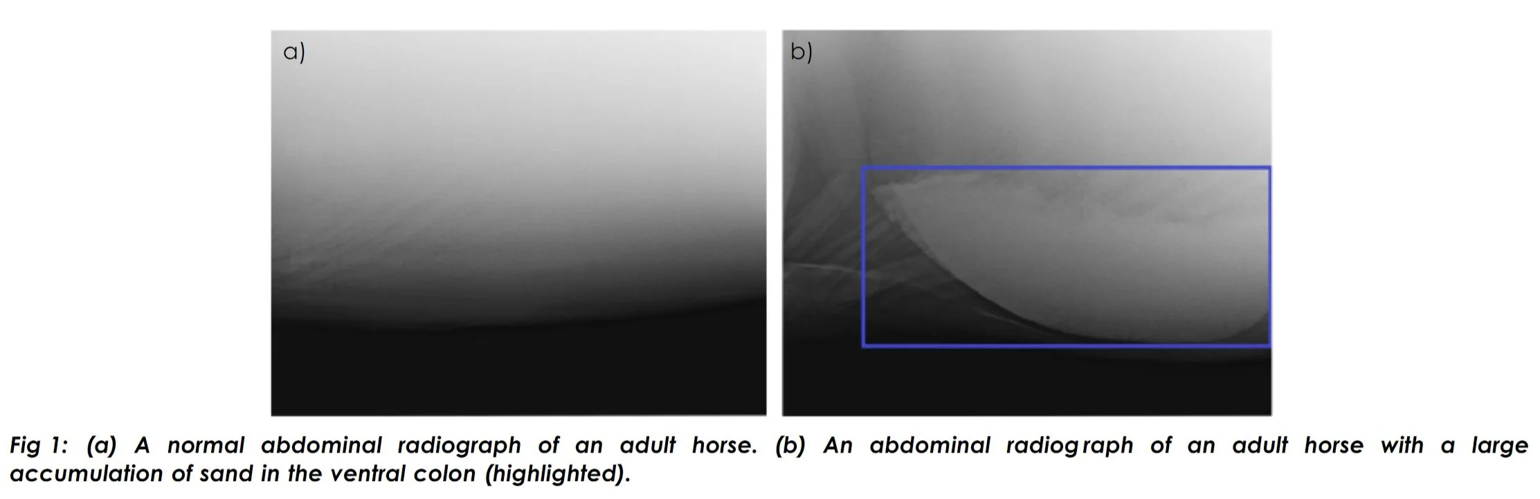 Horse Health Article - Sand Colic | Cape Equine Veterinary Services