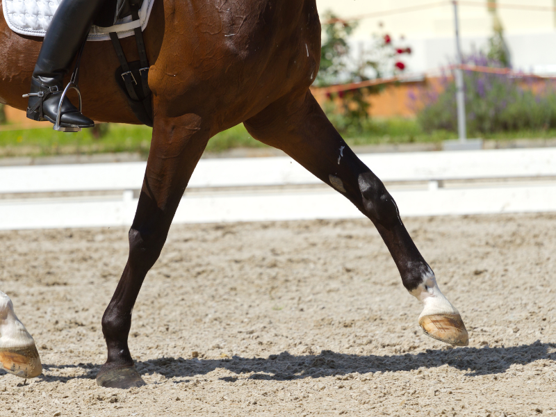 Horse Health Article - Biomechanical Medicine | Cape Equine Veterinary ...