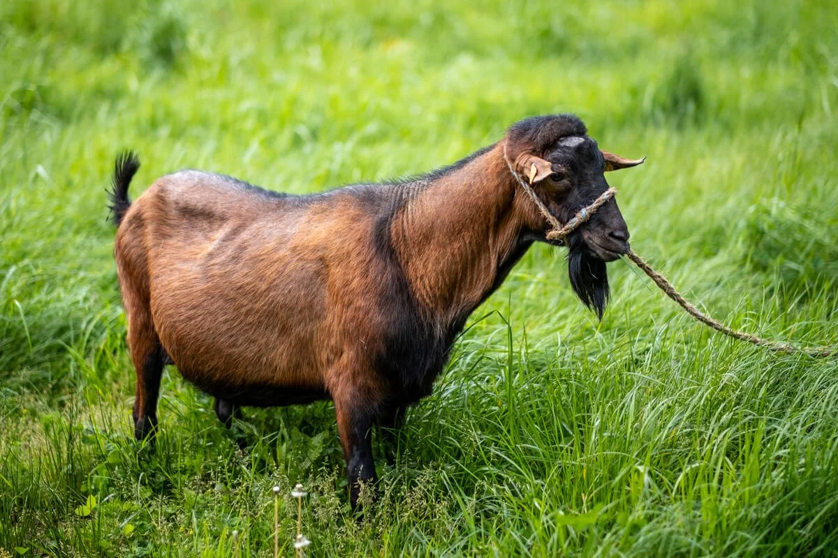 Kom meer te weten over onze geitenkudde: een mix van erfgoed en ...
