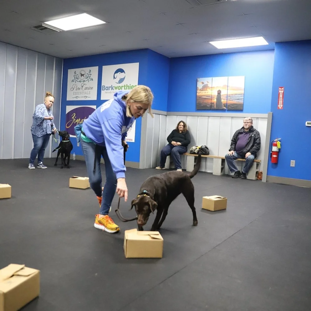 Extra Training — Rucker Dog Training