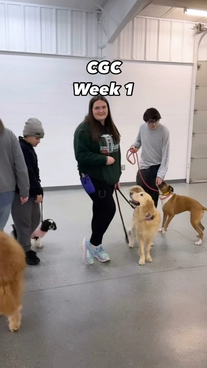 Rucker Retrievers — Rucker Dog Training