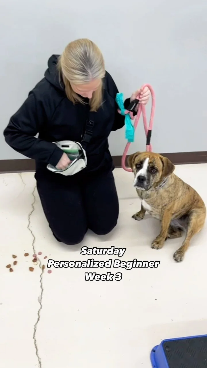 Book A Class — Rucker Dog Training