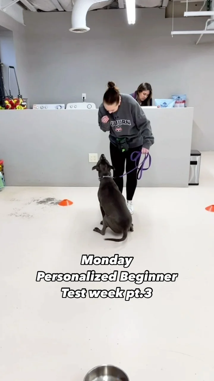 Board + Review — Rucker Dog Training