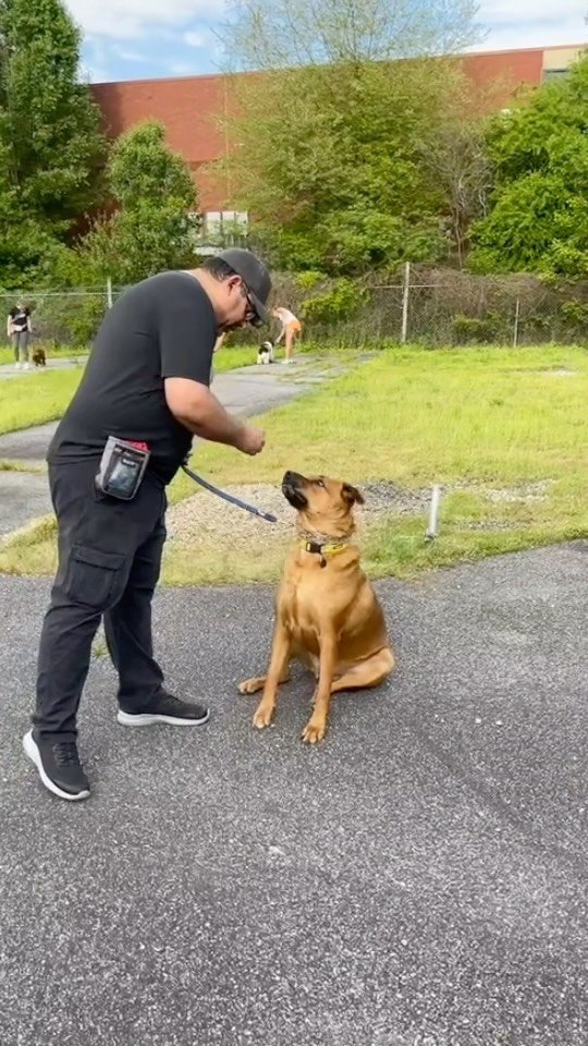 General Boarding — Rucker Dog Training