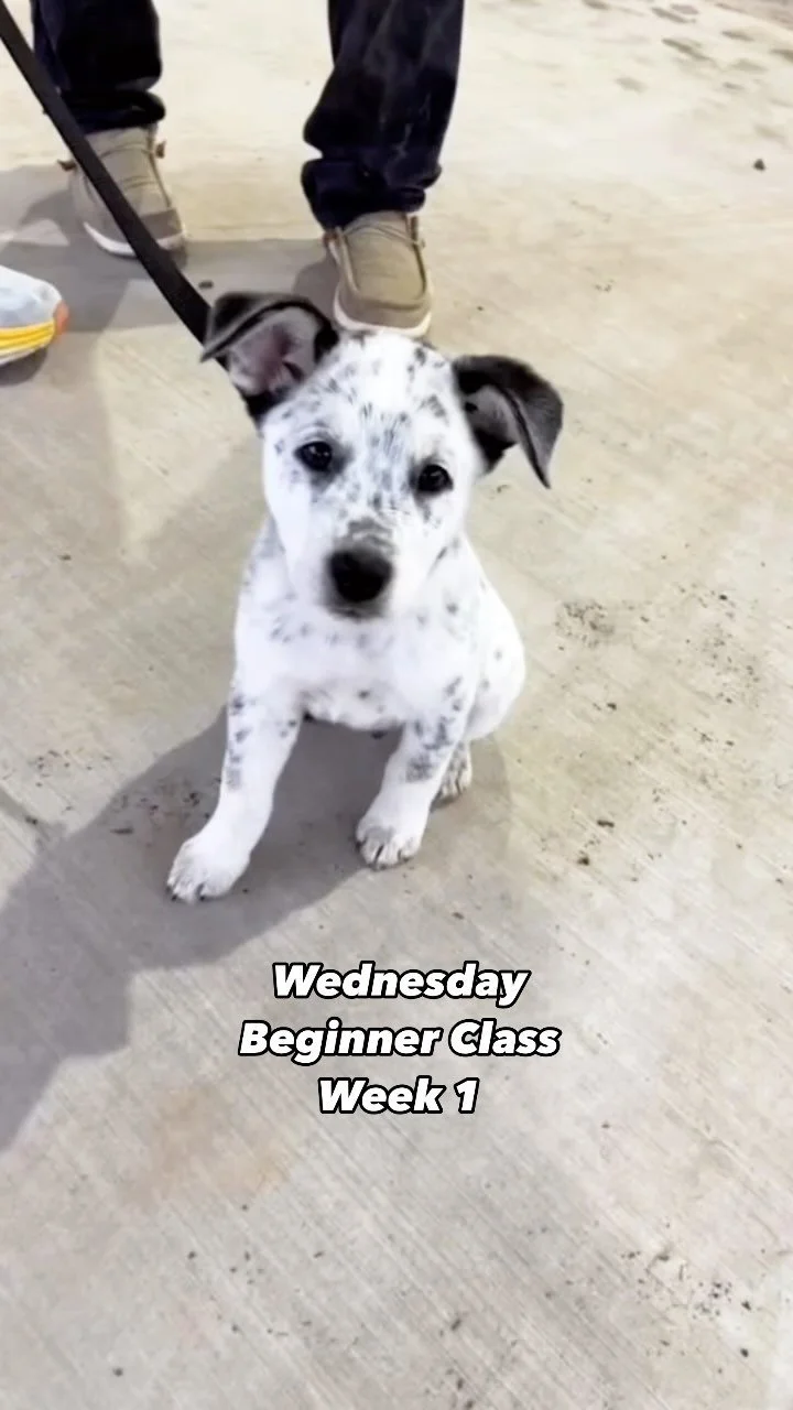 General Boarding — Rucker Dog Training
