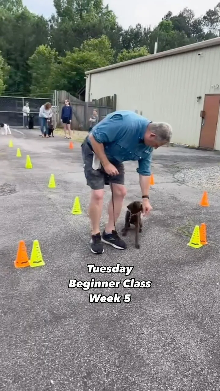 Rucker Retrievers — Rucker Dog Training