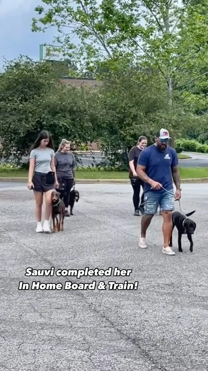 Rucker Retrievers — Rucker Dog Training