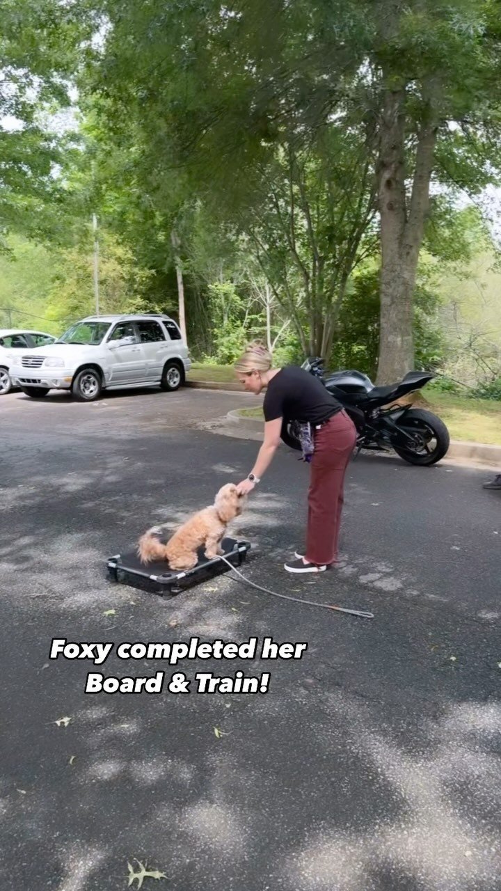 Rucker Retrievers — Rucker Dog Training